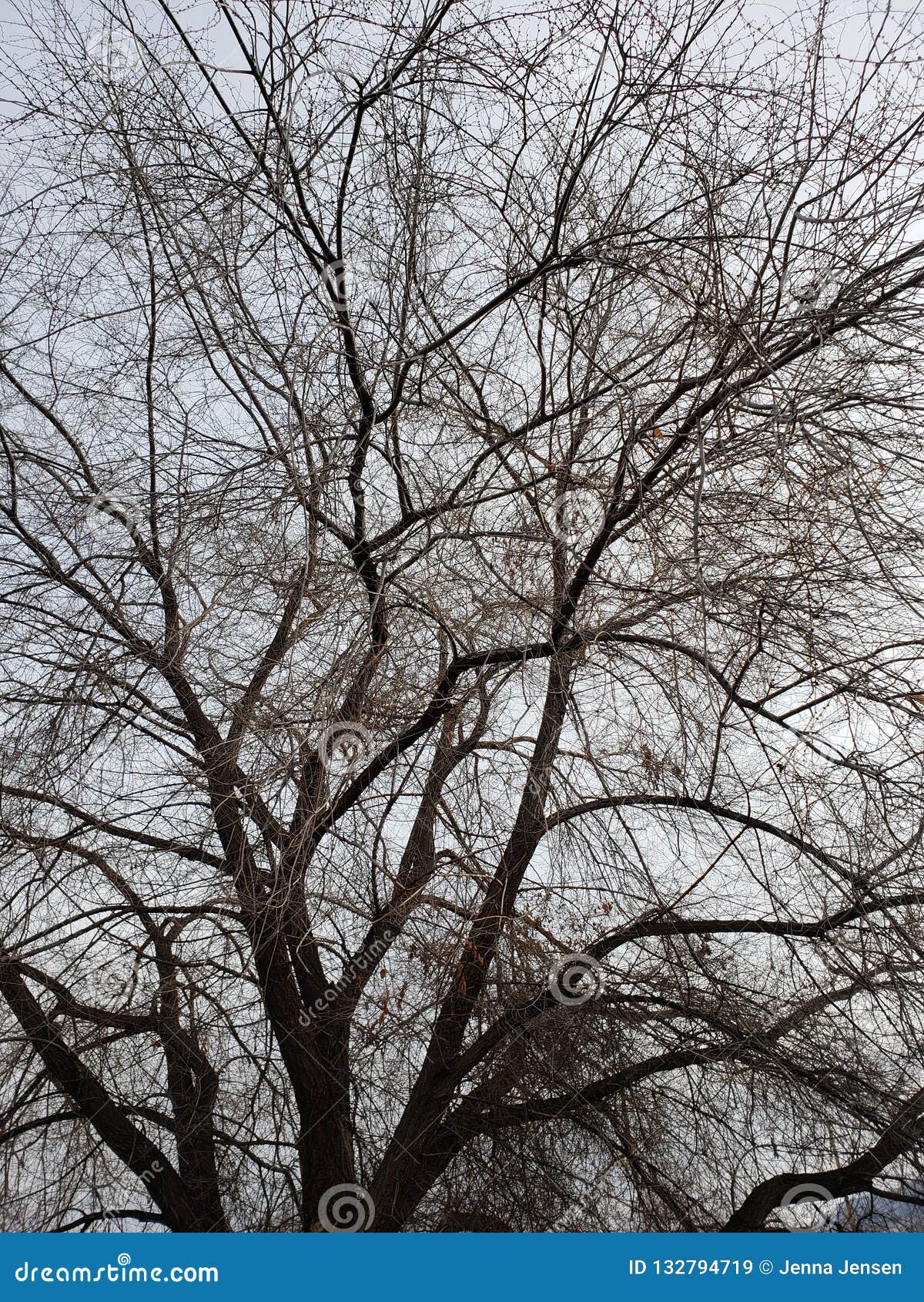 Boom stock afbeelding. Image of daling, boom, bladloos - 132794719