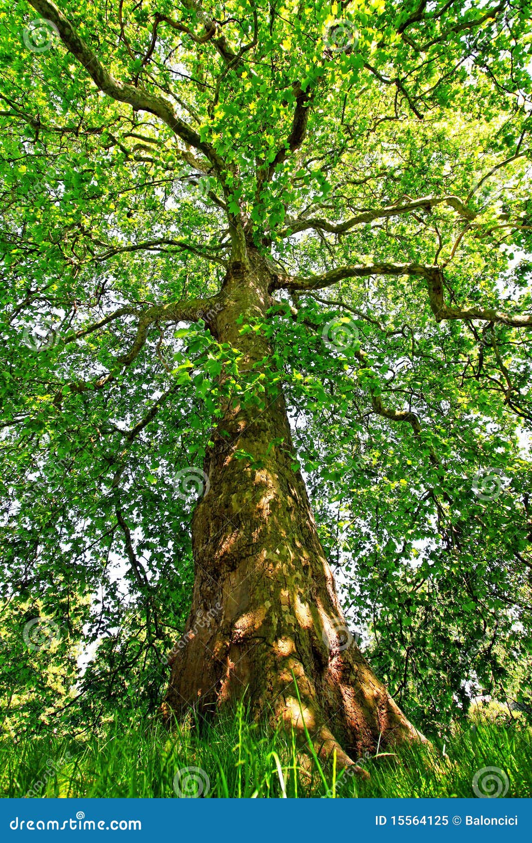 Boom stock afbeelding. Image of openlucht, groot, takken - 15564125