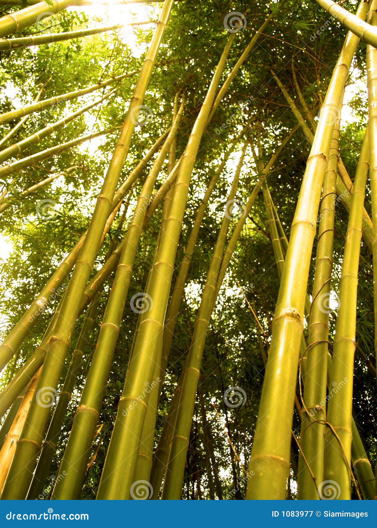 Boom 2 van het bamboe stock afbeelding. Image of bamboe - 1083977