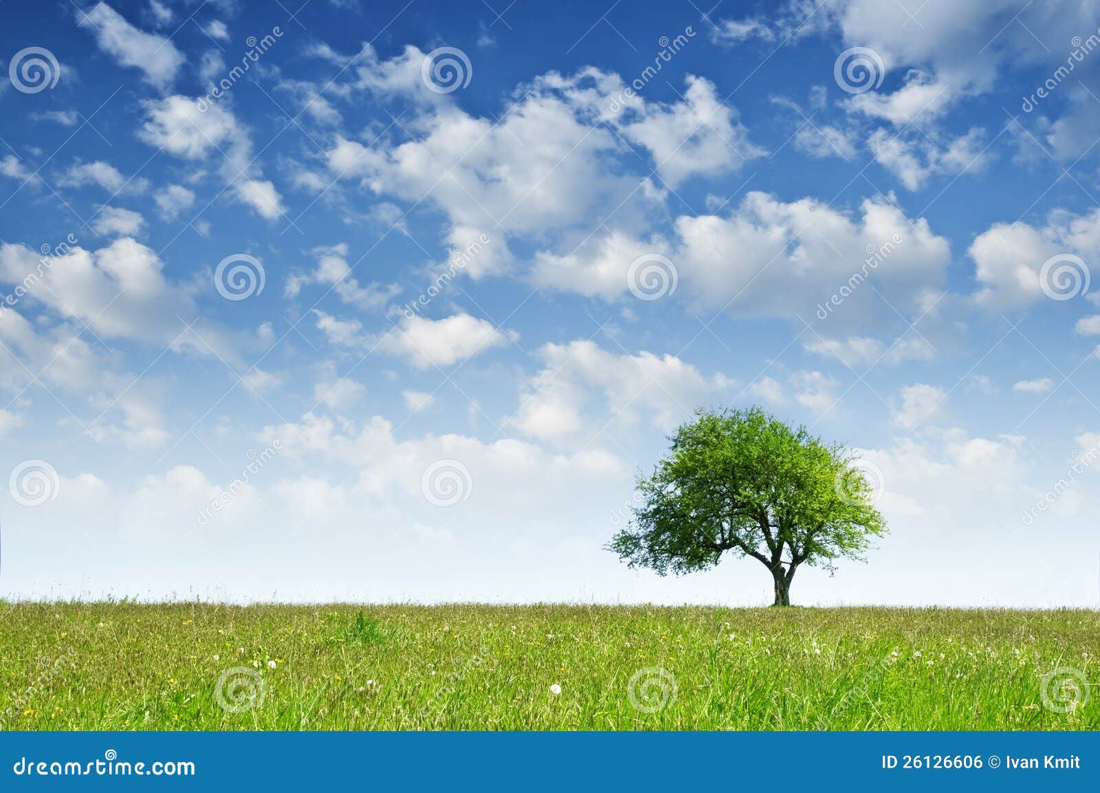 Boom stock foto. Image of landschap, gebied, alleen, weide - 26126606