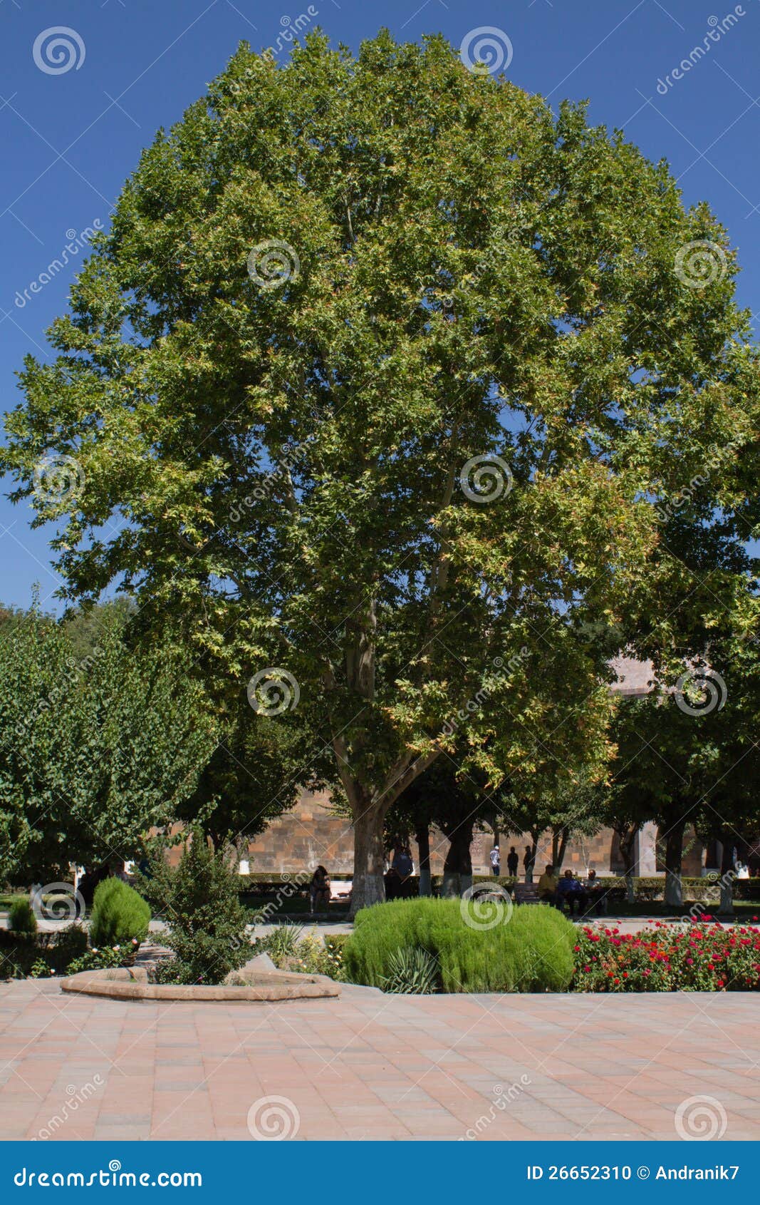 Boom stock foto. Image of altijdgroen, ontwikkeling, tuinieren - 26652310