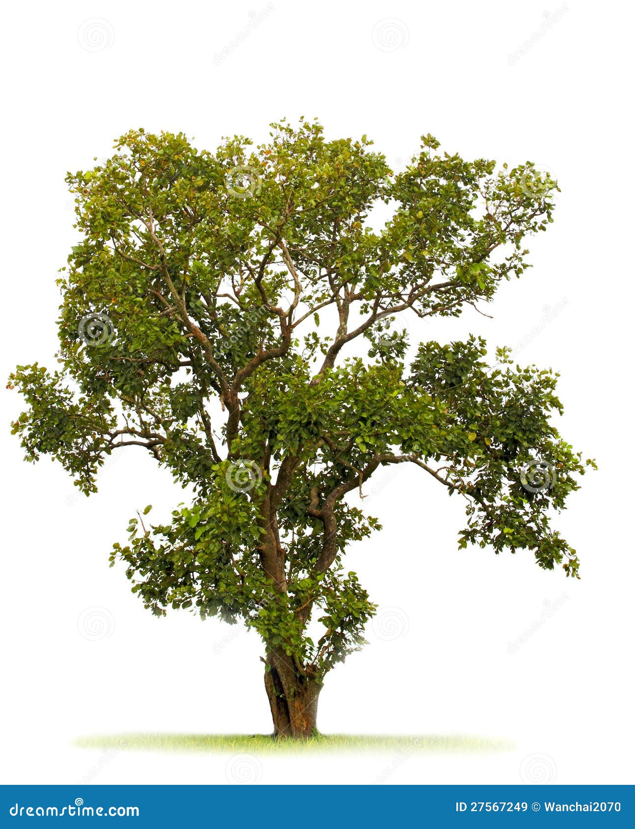 Boom stock afbeelding. Image of solitair, geïsoleerd - 27567249