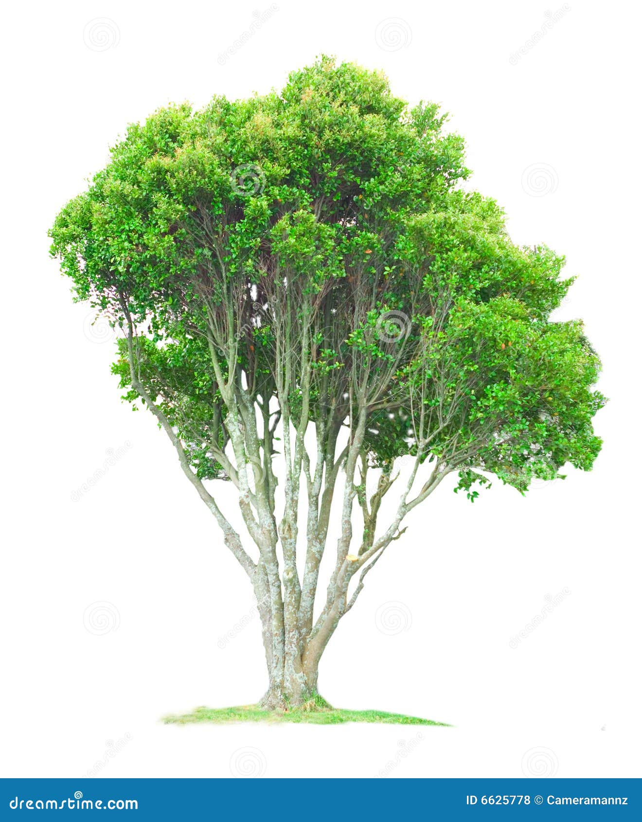 Boom stock foto. Image of buiten, doorbladert, eenzaam - 6625778