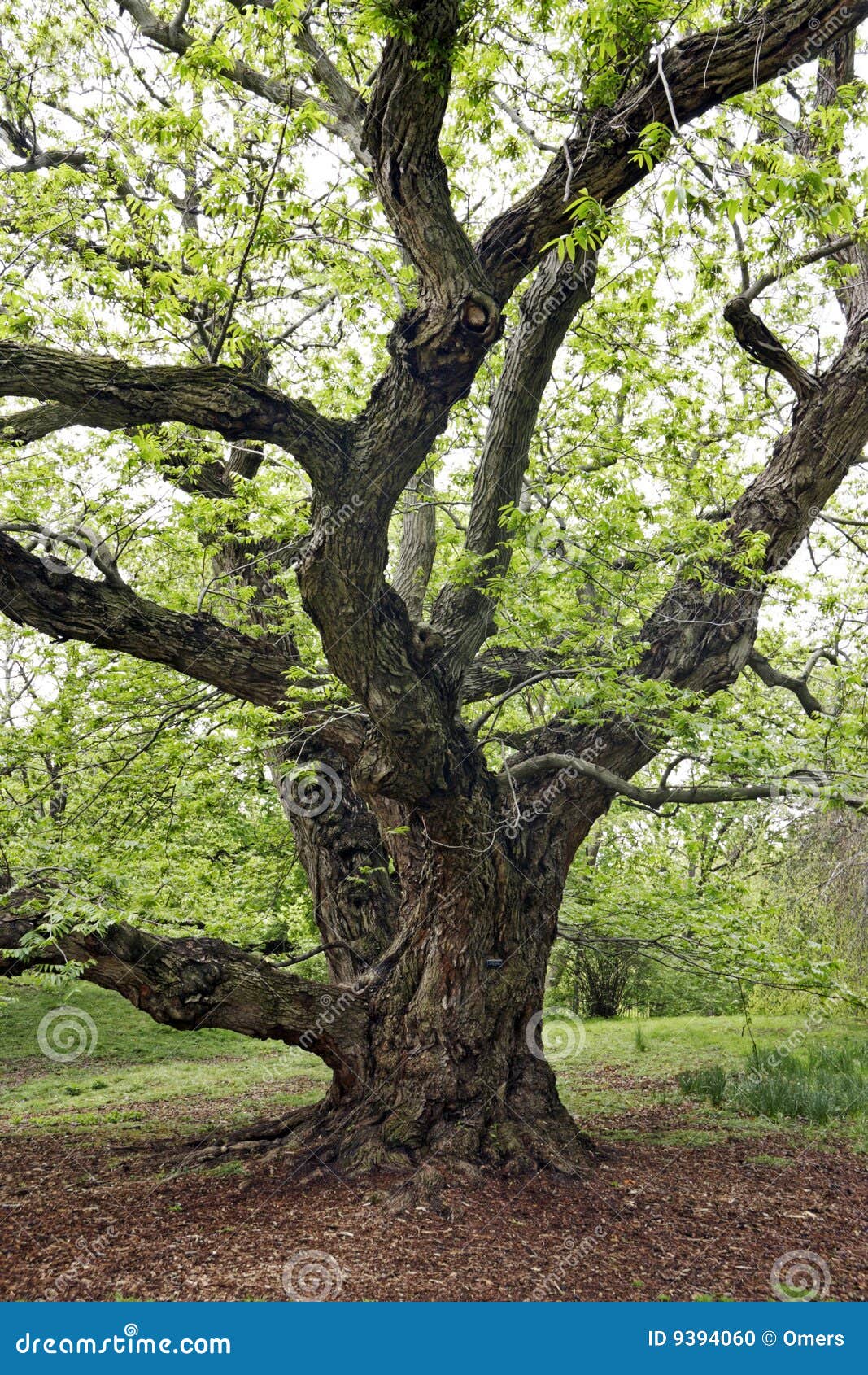 Boom stock foto. Image of boom, tuin, hout, naughty, seizoengebonden ...