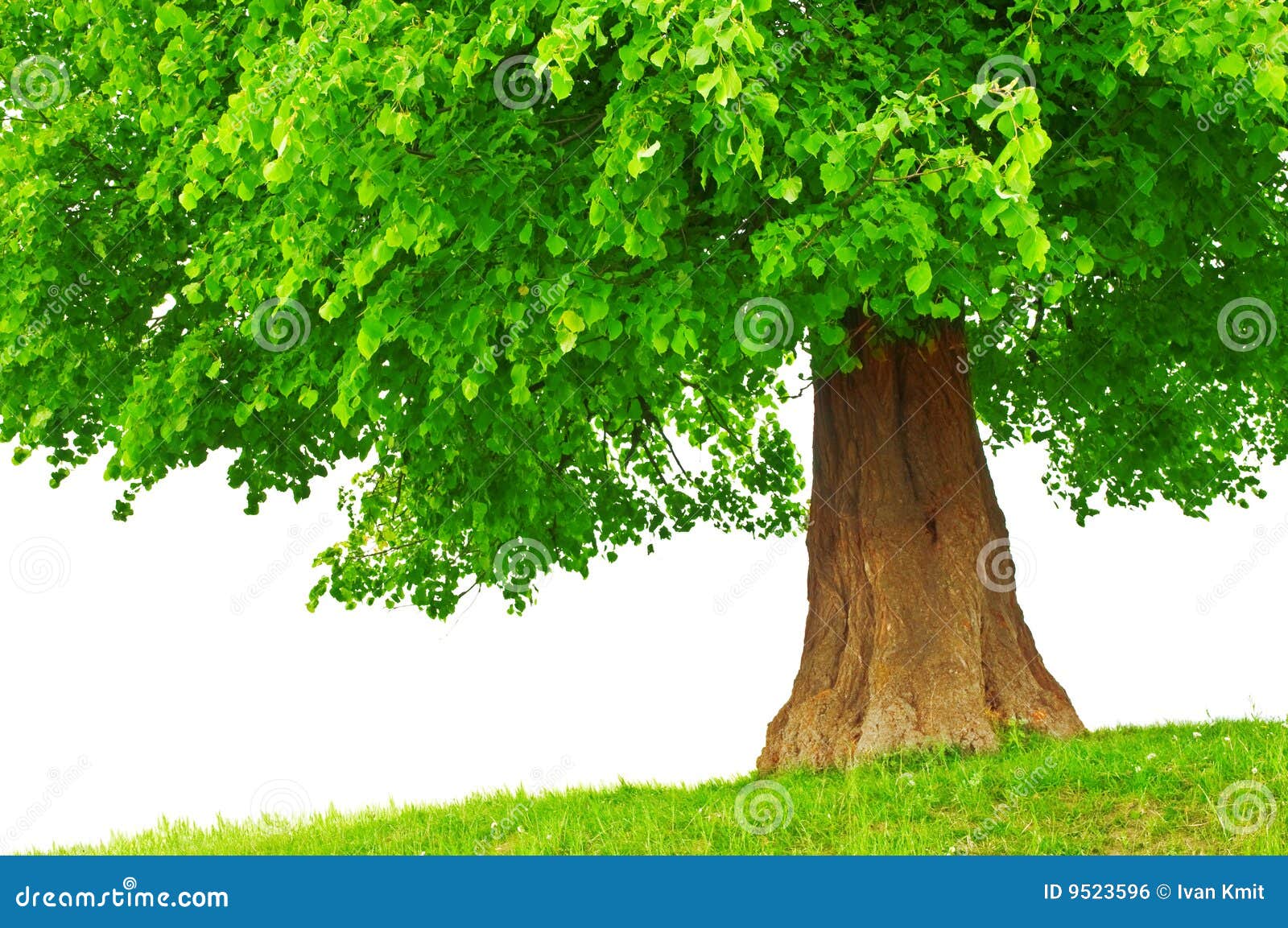 Boom stock foto. Image of zomer, buiten, landelijk, gebied - 9523596