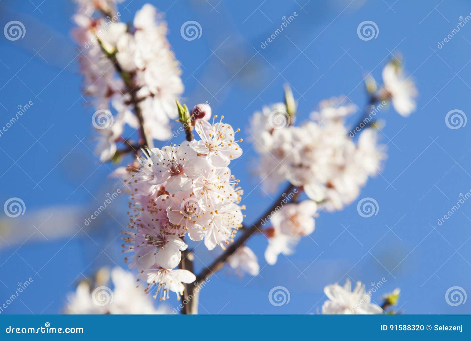 Boom in Bloei stock foto. Image of macro, mooi, schoonheid - 91588320