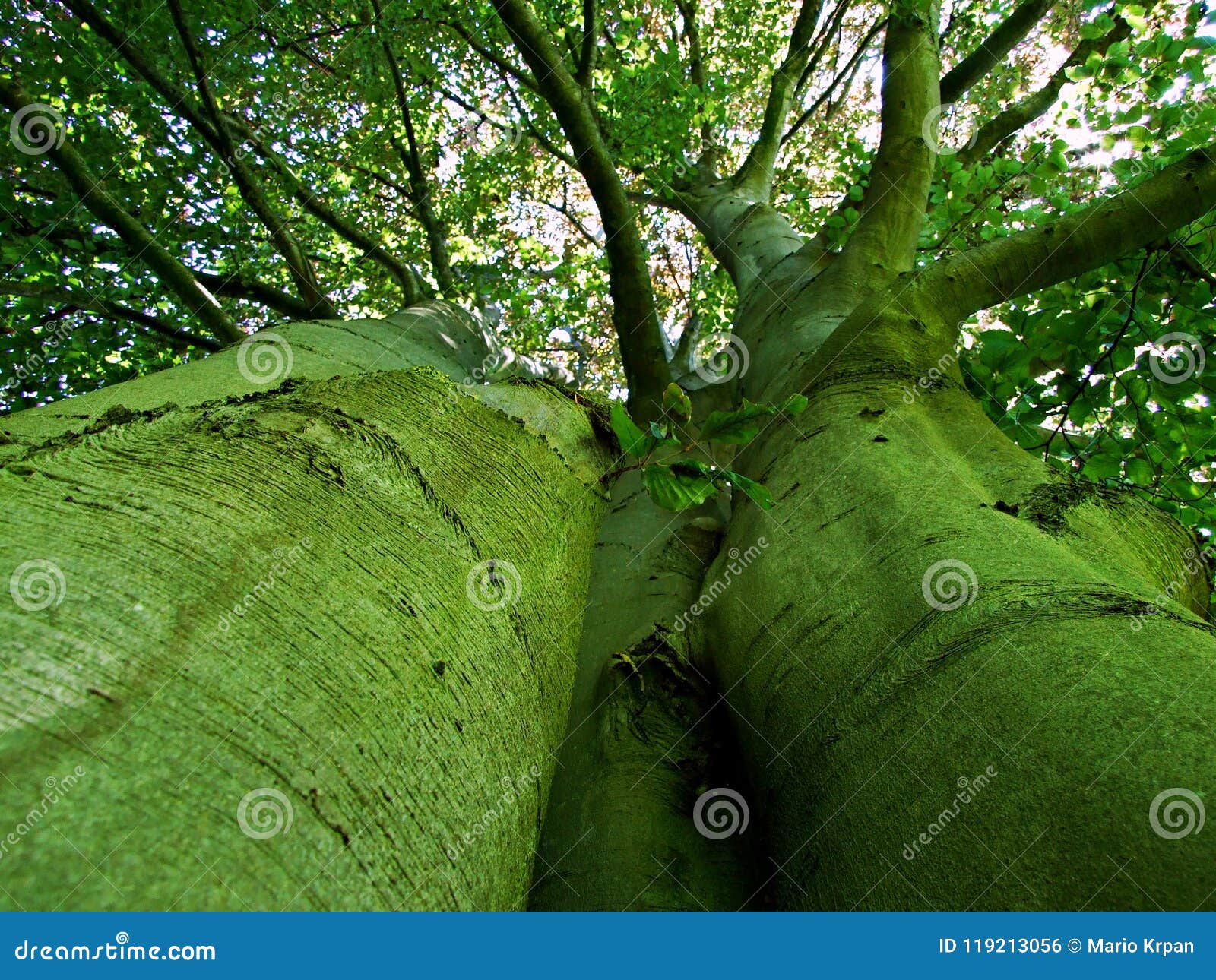 Boom, Bos, Groene Aard, Park, Bomen, Landschap, De Lente, Weg, De Zomer ... Boom, Bos, Groene Aard, Park, Bomen, Landschap, De Lente, Weg, De Zomer ...