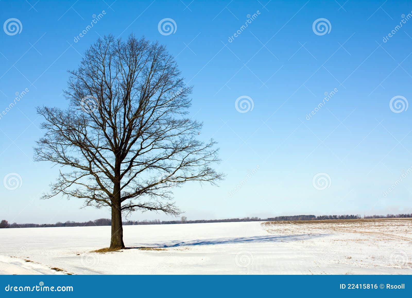 Boom (de winter) stock foto. Image of bevroren, pluizig - 22415816