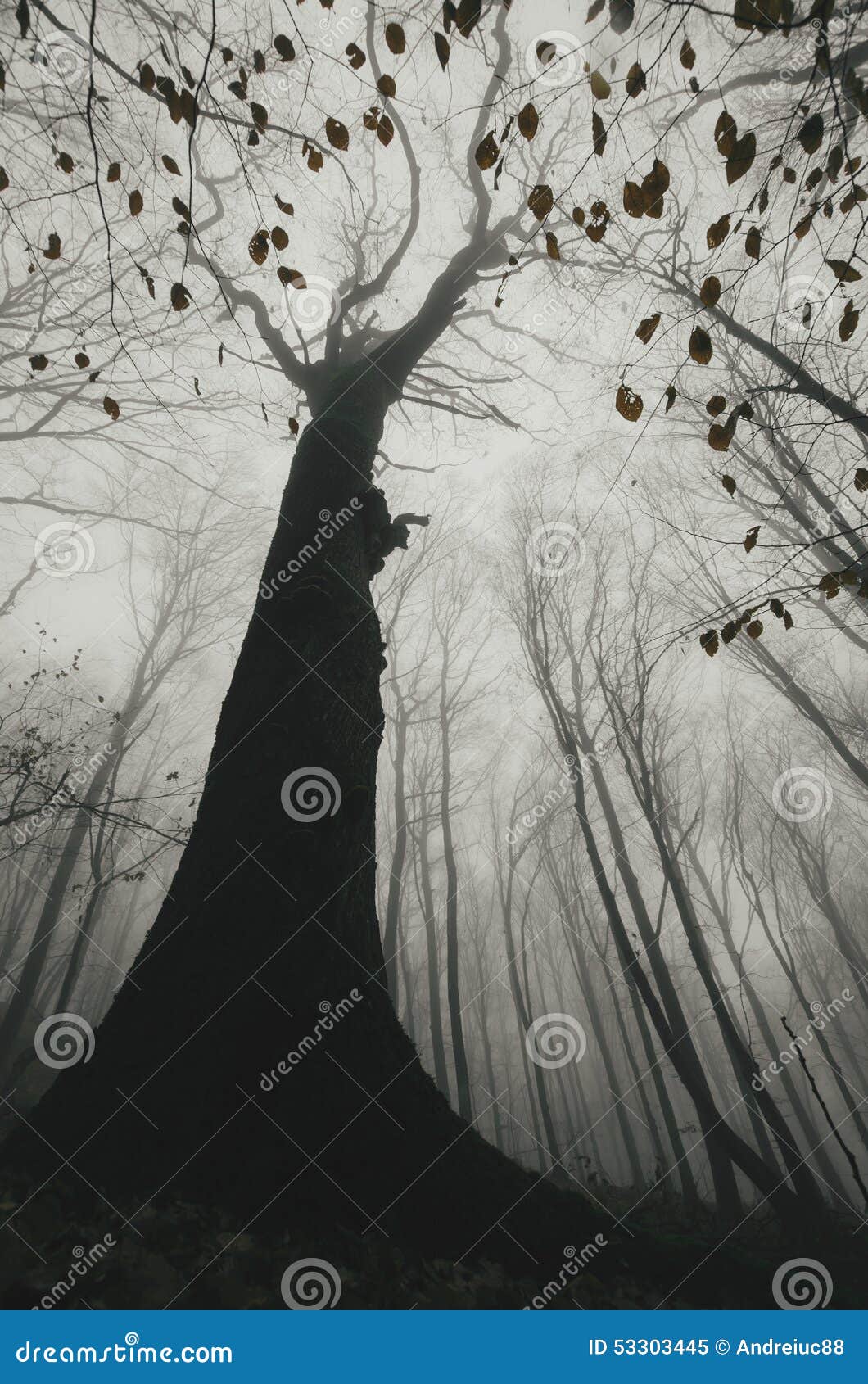 Boom in Donker Eng Bos Met Mist in De Herfst Stock Afbeelding - Image ...