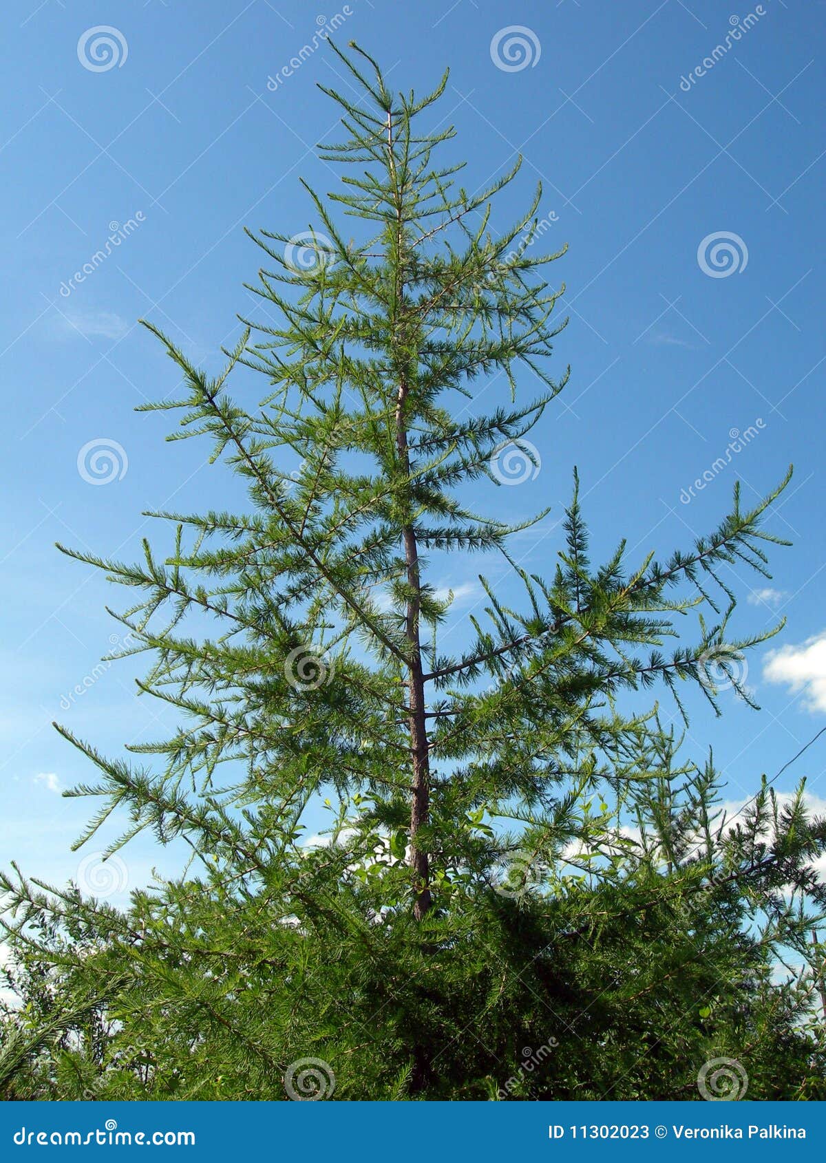 Boom een spar stock afbeelding. Image of ontwikkeling - 11302023