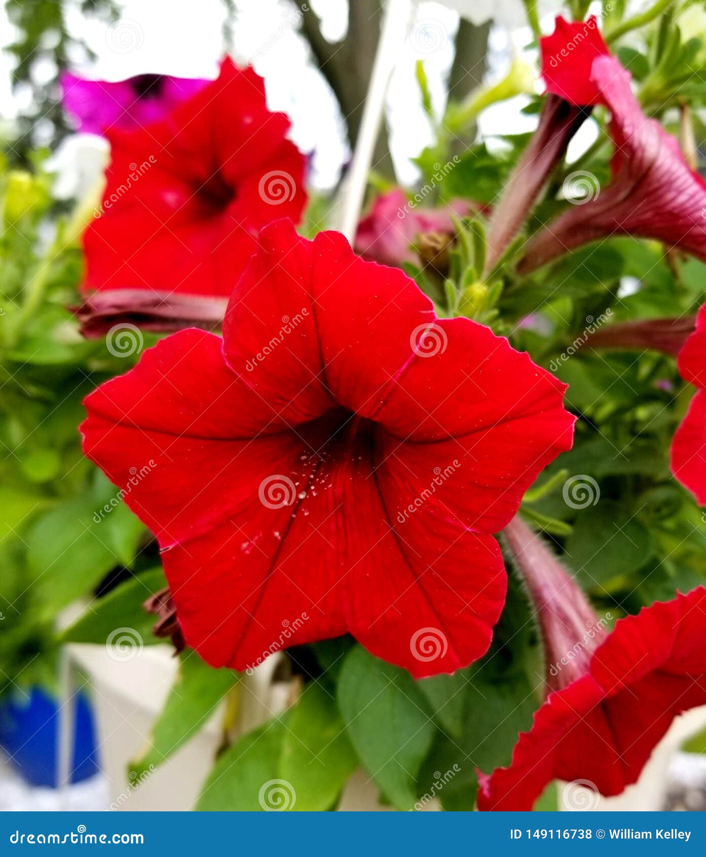 Boom, flower power photo stock. Image of couleur, fleur - 149116738