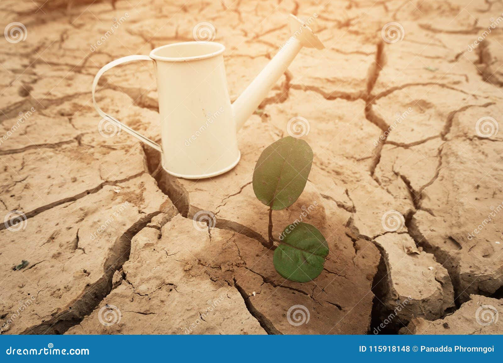 Boom Het Groeien Op Gebarsten Grond Barst Droge Die Grond in Droogte ... Boom Het Groeien Op Gebarsten Grond Barst Droge Die Grond in Droogte ...