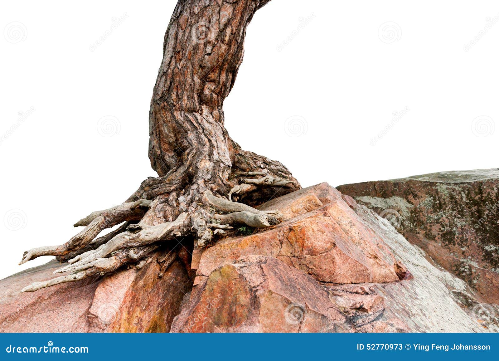 Boom het groeien op rots stock afbeelding. Image of steen - 52770973