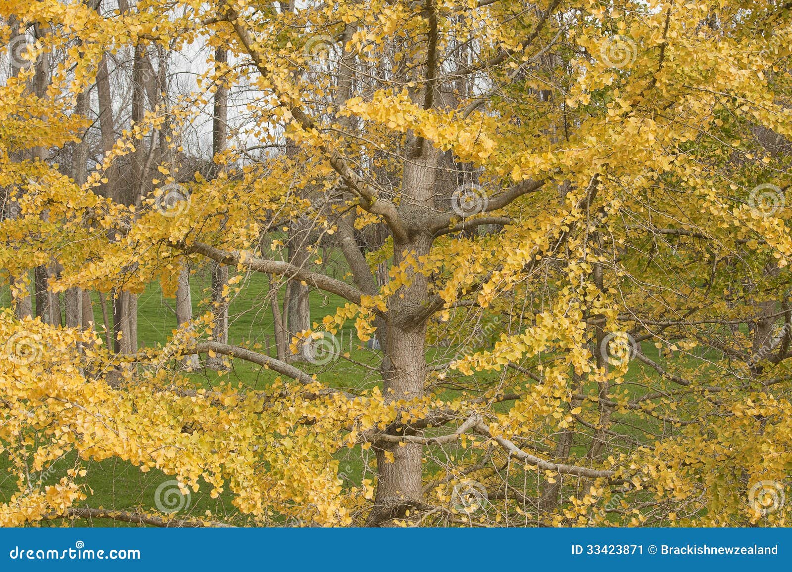 Boom met gele bladeren stock afbeelding. Image of nave - 33423871