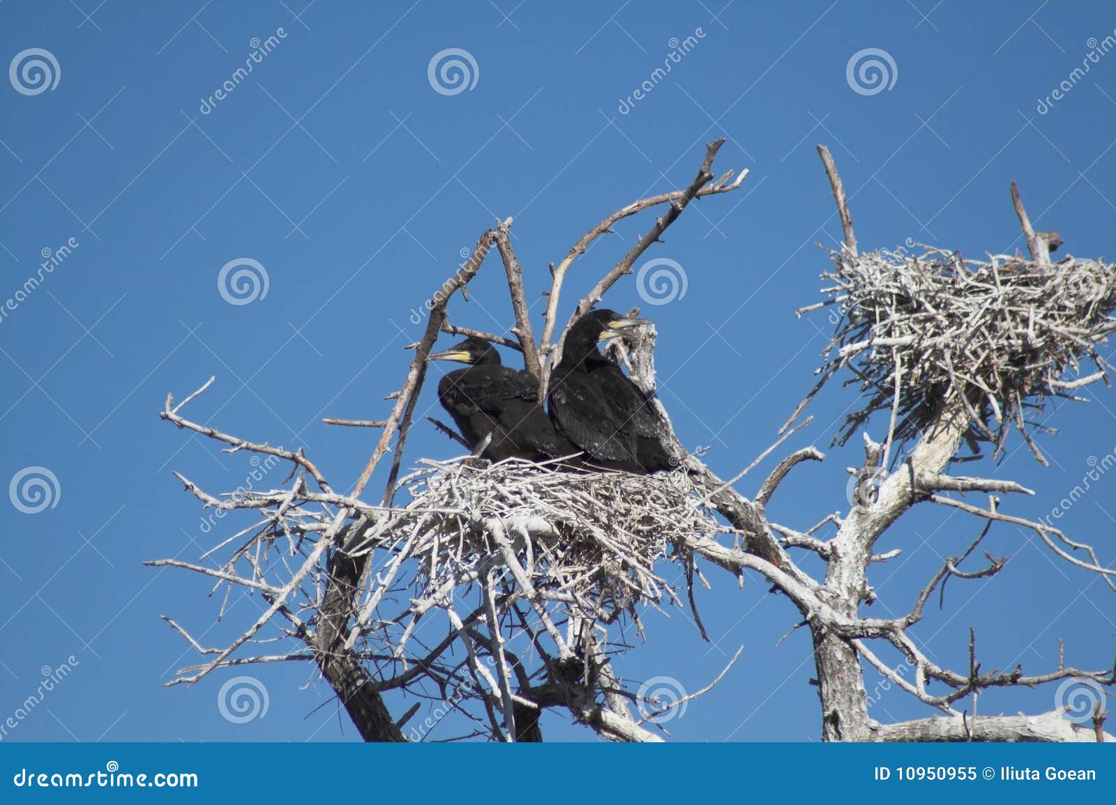 Boom Met Het Nest Van De Aalscholver Stock Afbeelding - Image of groot ...