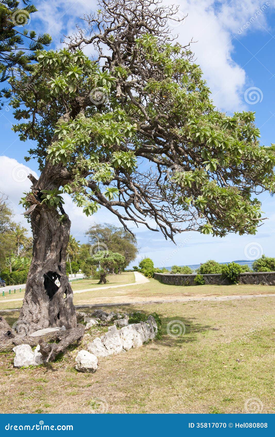 Boom met holle boomstam stock foto. Image of geregeld - 35817070