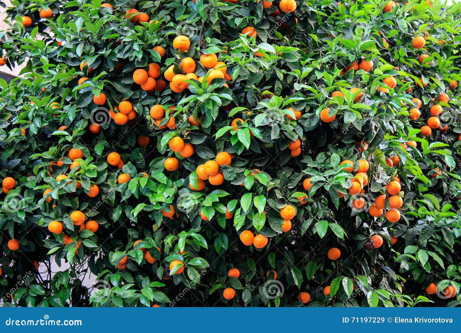 Boom met mandarijnen stock afbeelding. Image of groen - 71197229
