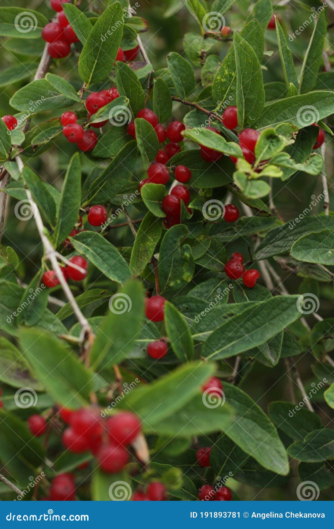Boom Met Rode Bessen in De Tuin Stock Afbeelding - Image of gras, rood ...