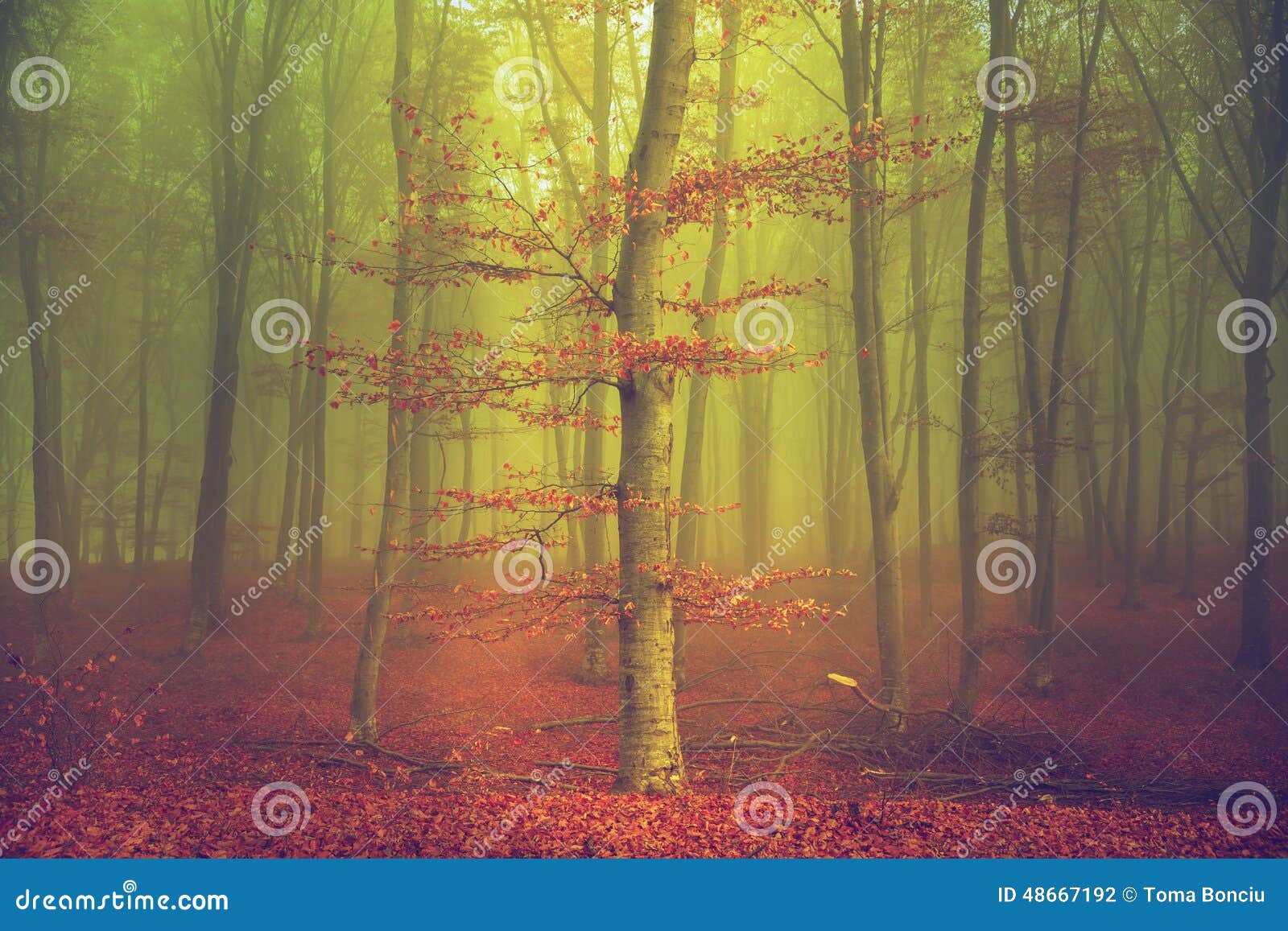 Boom Met Rode Bladeren in Mistig Bos Stock Foto - Image of grond, brouw ...