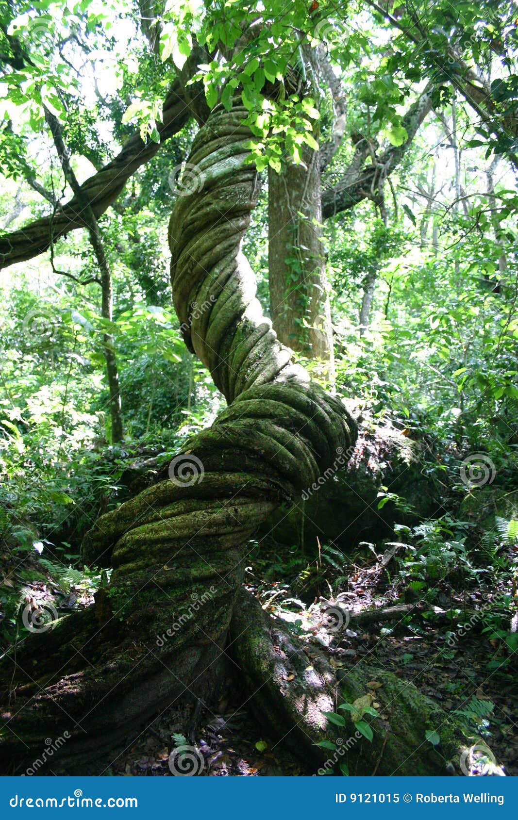 Boom Met Verdraaide Boomstam Stock Afbeelding - Image of boomstam ...