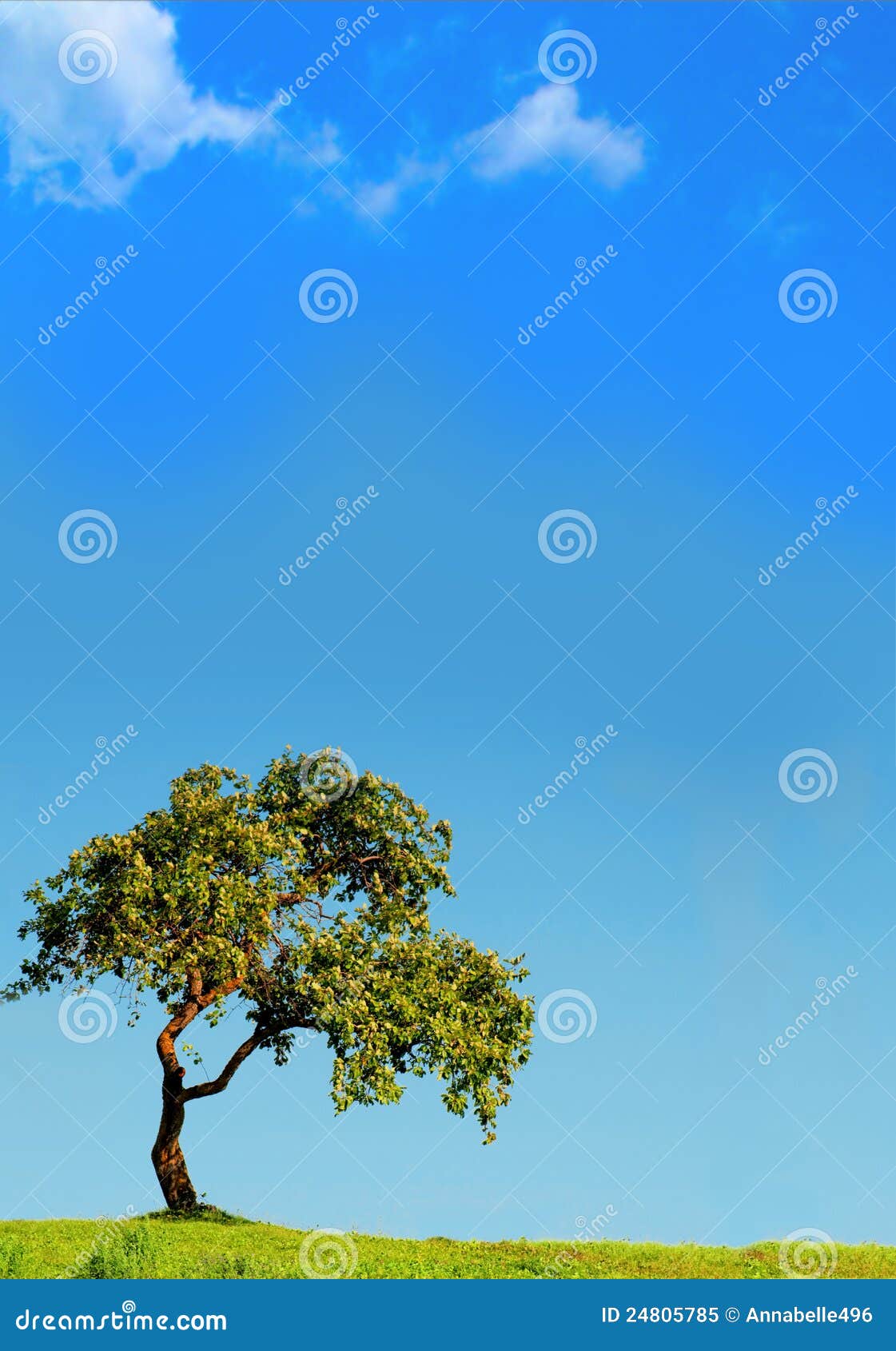 Boom onder de zon stock afbeelding. Image of blad, landschap - 24805785