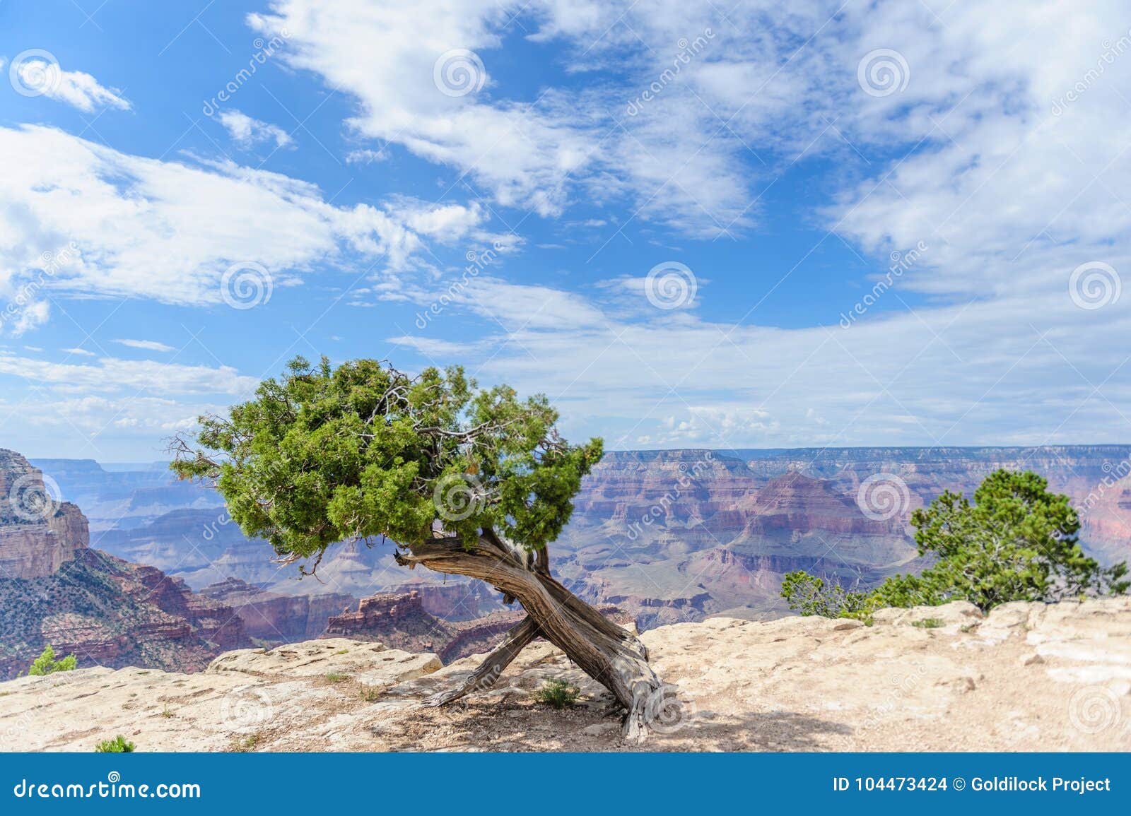 Boom Op De Grand Canyon -Rand Stock Foto - Image of vorming, canion ...