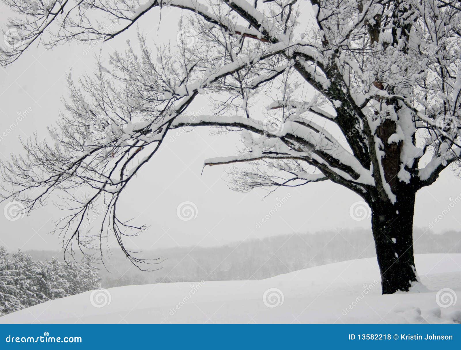 Boom in sneeuw stock foto. Image of sneeuwstorm, winter - 13582218