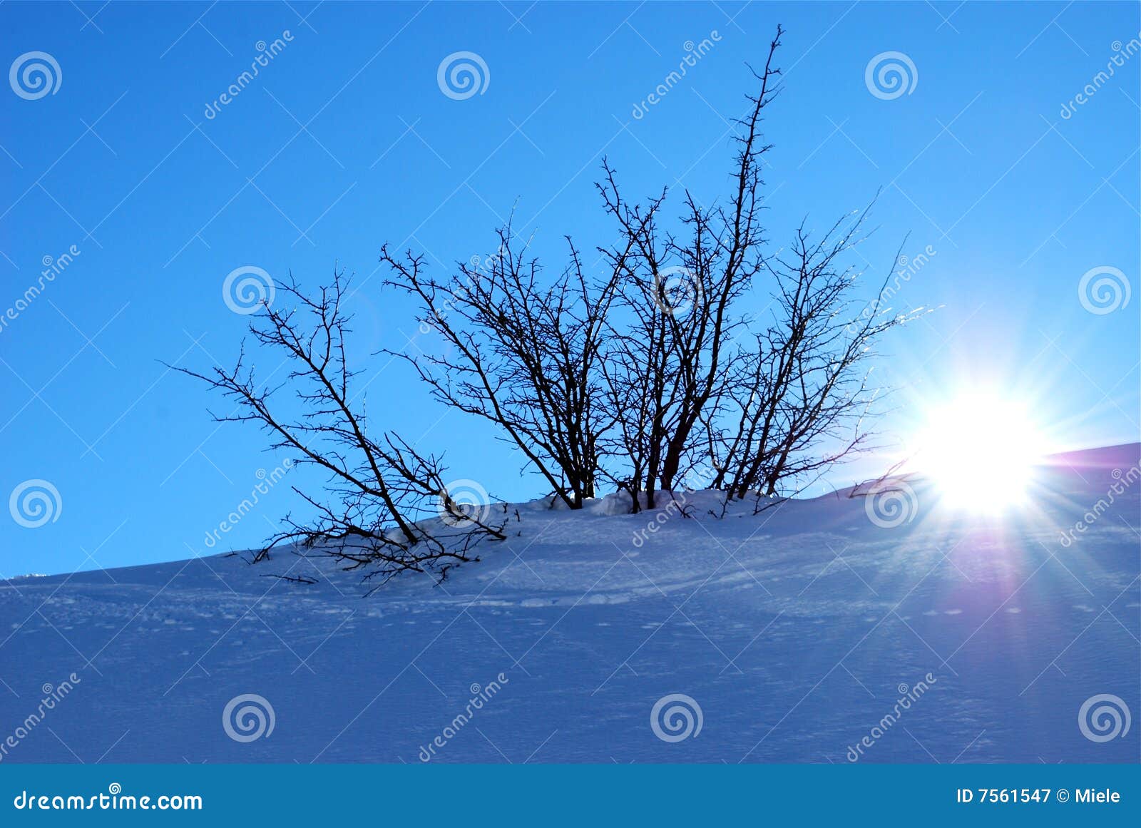 Boom, sneeuw en zon stock afbeelding. Image of boom, zonsopgang - 7561547