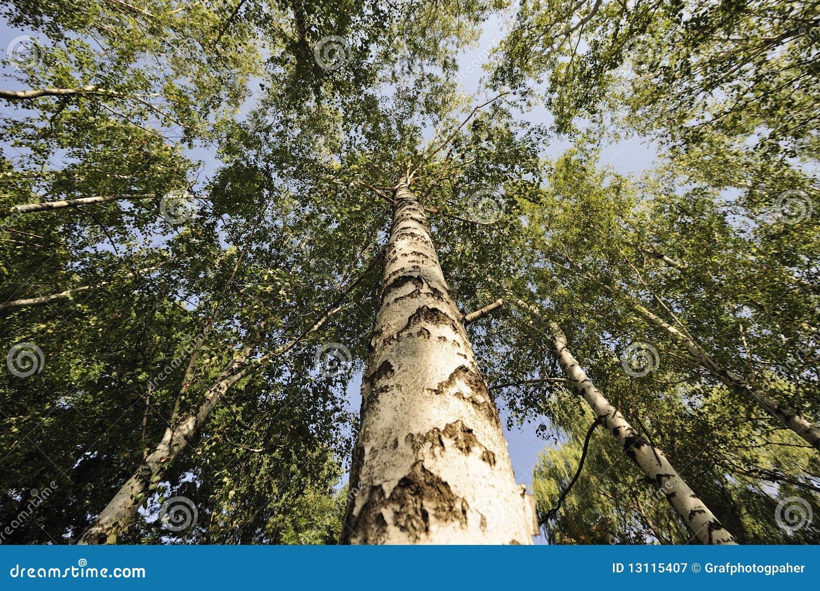 Boom van een berk stock afbeelding. Image of landelijk - 13115407
