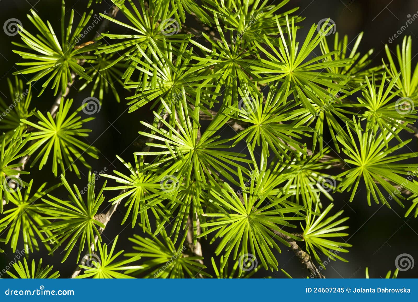 Boom van lariks stock afbeelding. Image of naald, lariks - 24607245