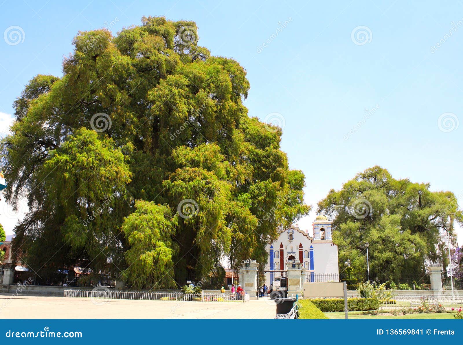 Boom Van Tule, Grootste Boom in De Wereld, Oaxaca, Mexico Stock ...