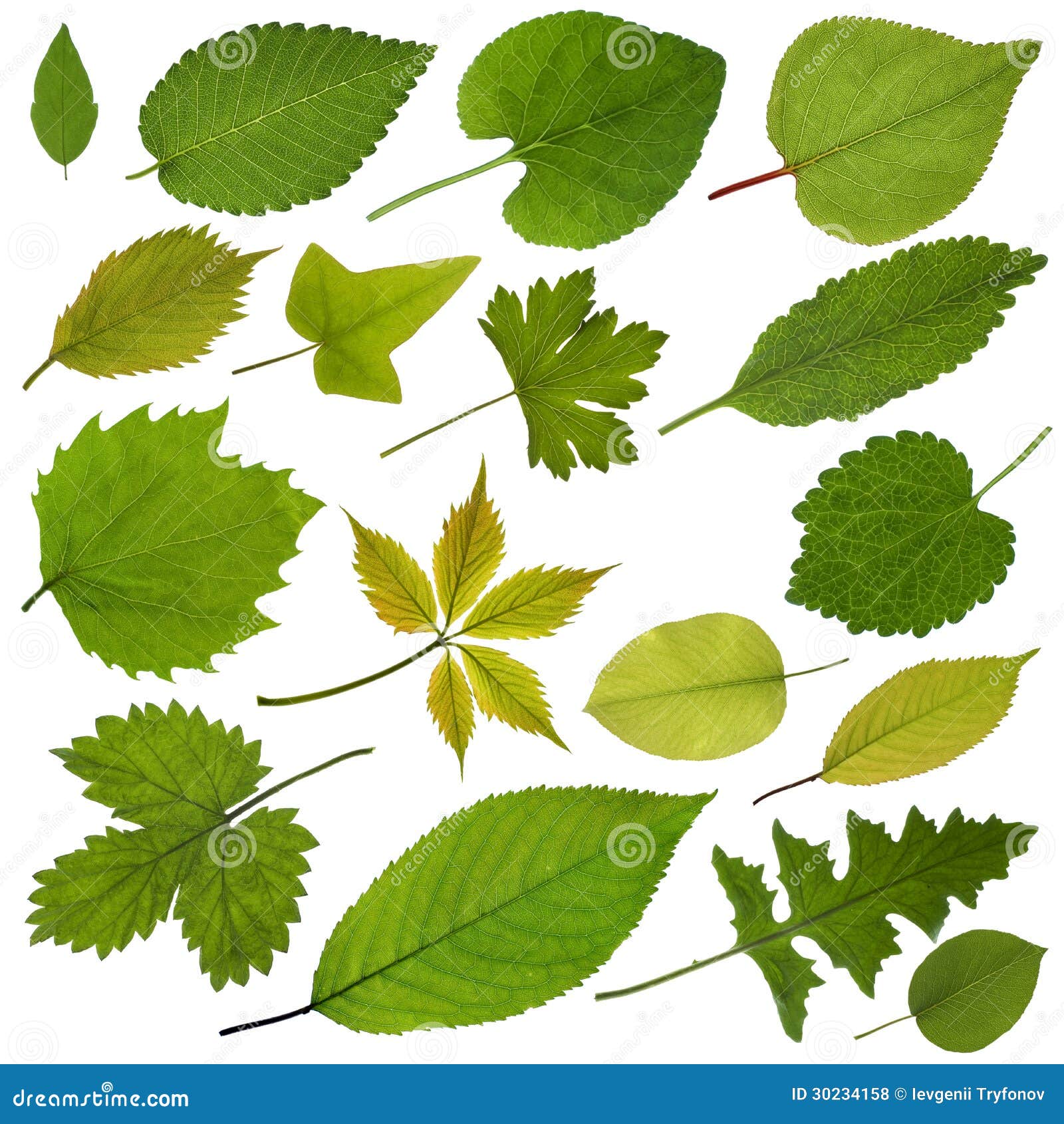 Boombladeren stock foto. Image of botanisch, achtergrond - 30234158