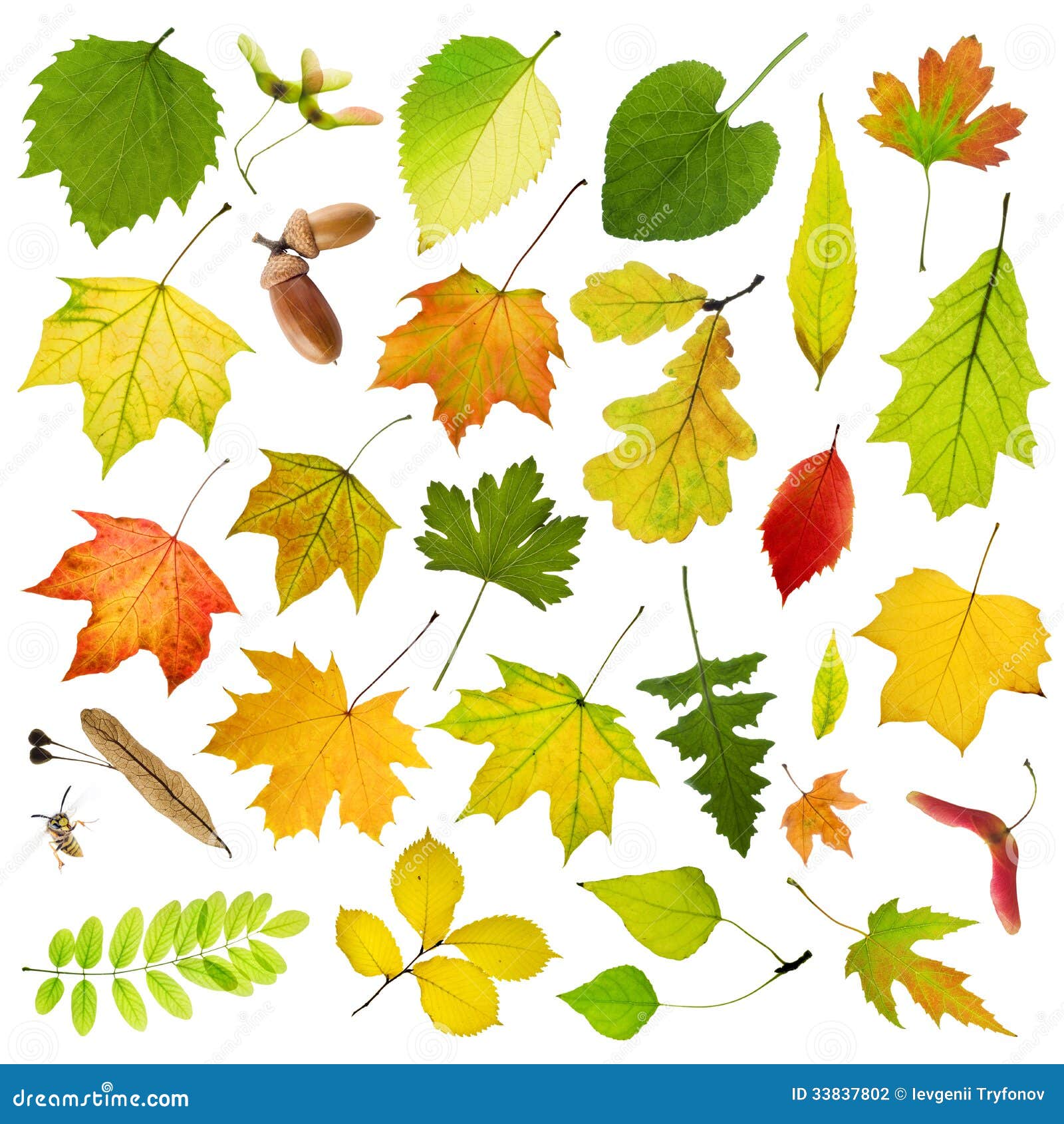 Boombladeren stock foto. Image of flora, bloemen, hebraës - 33837802