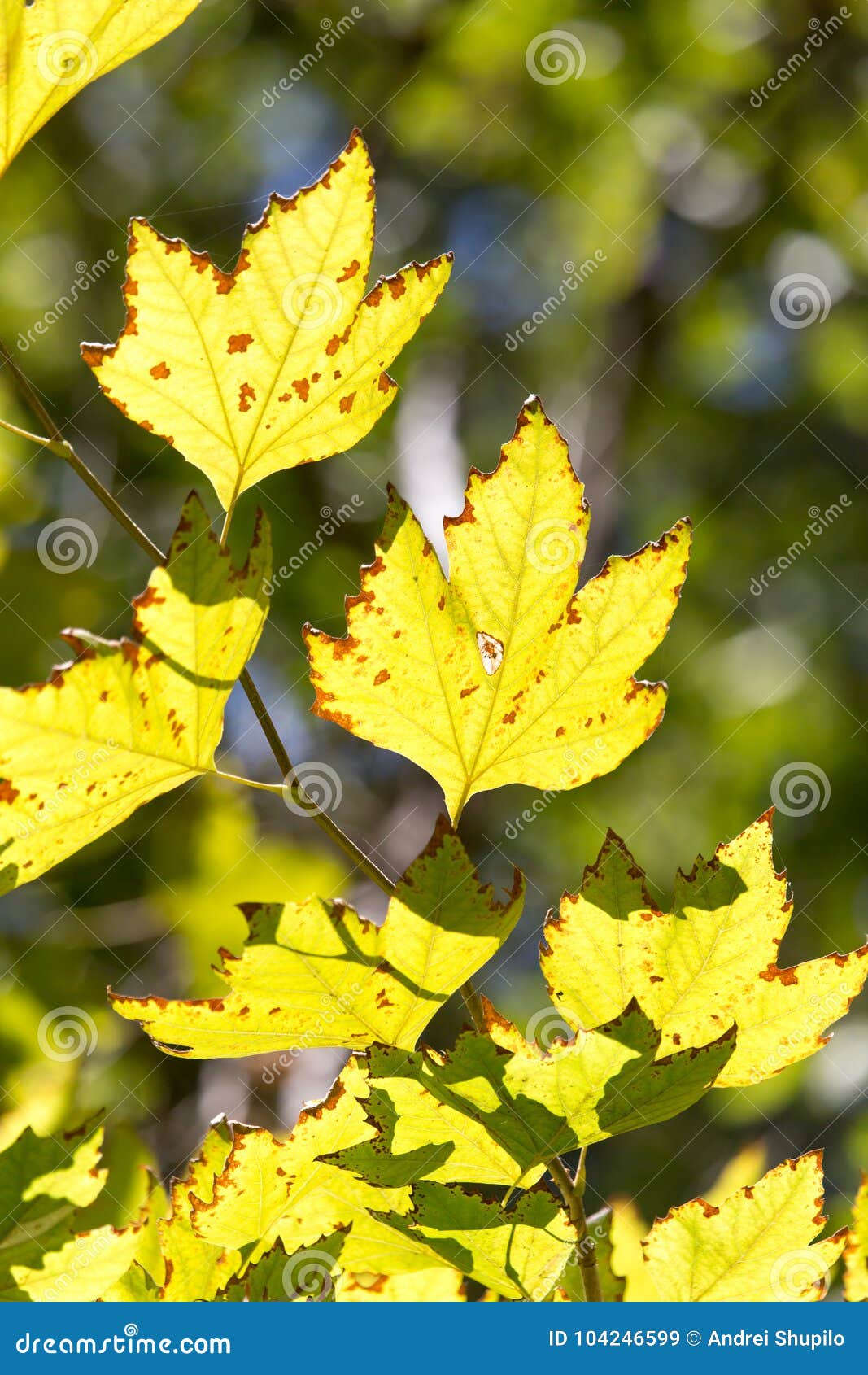 Boombladeren in aard stock afbeelding. Image of roze - 104246599