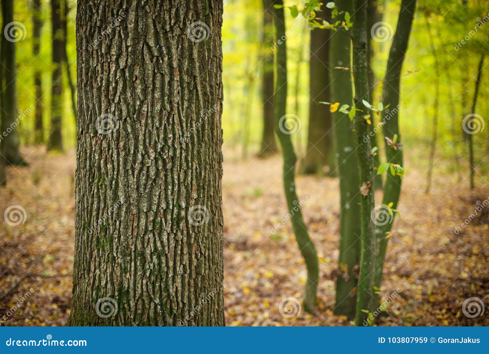 Boomboomstam in bos stock afbeelding. Image of oppervlakte - 103807959