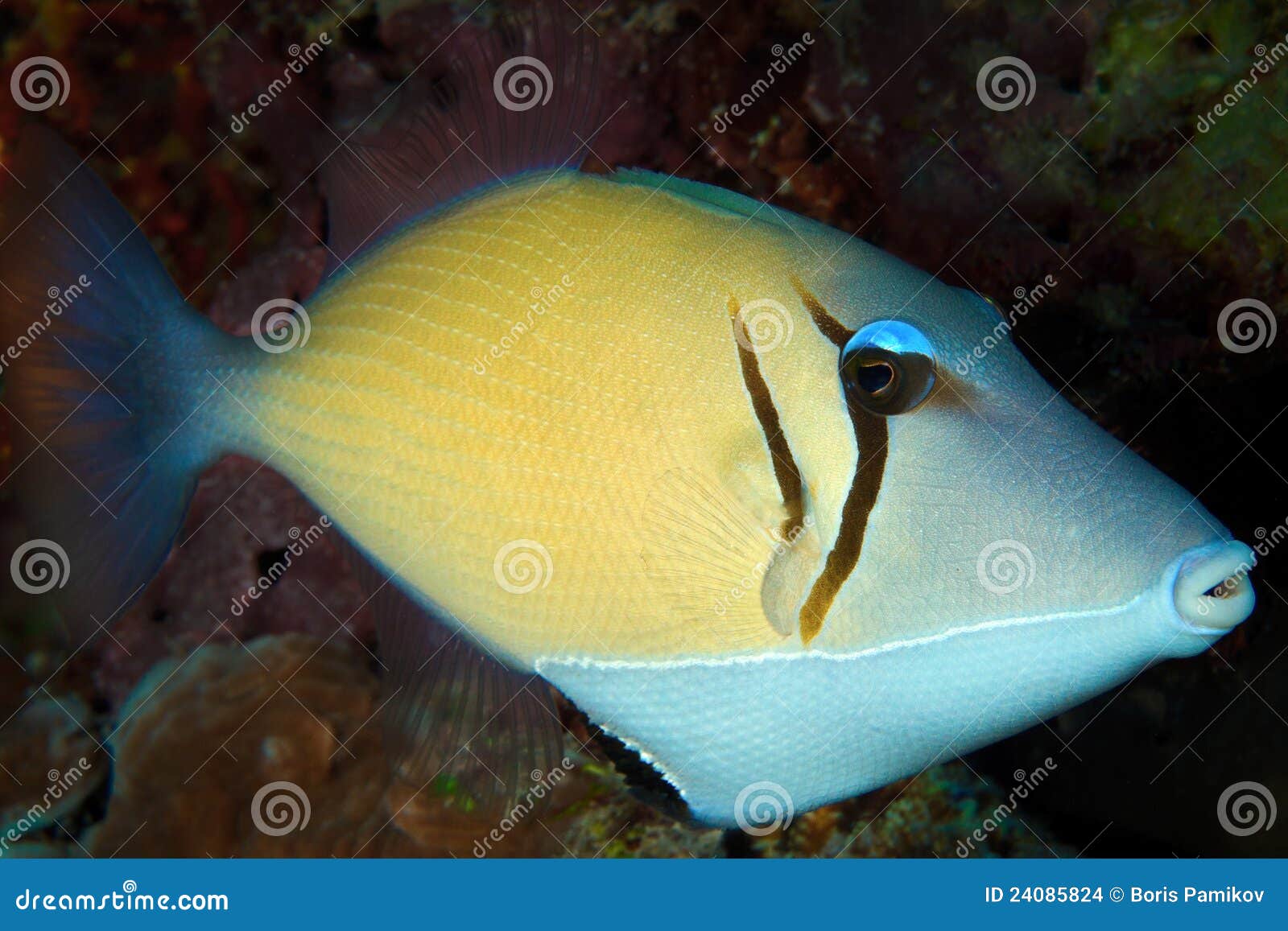 Boomerang Trigger-fish, Maldives Stock Photo - Image of tropical ...