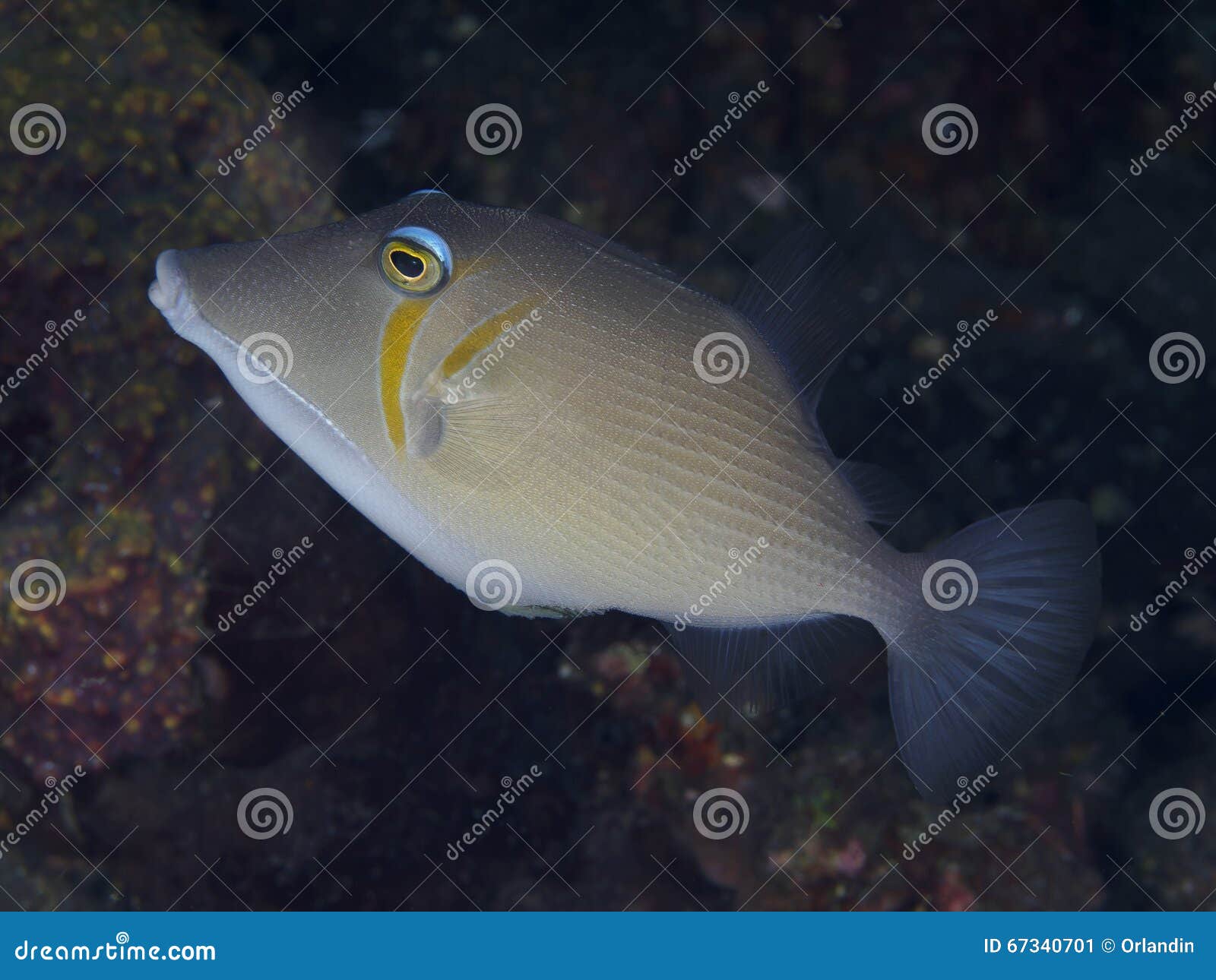Boomerang triggerfish stock image. Image of world, nature - 67340701