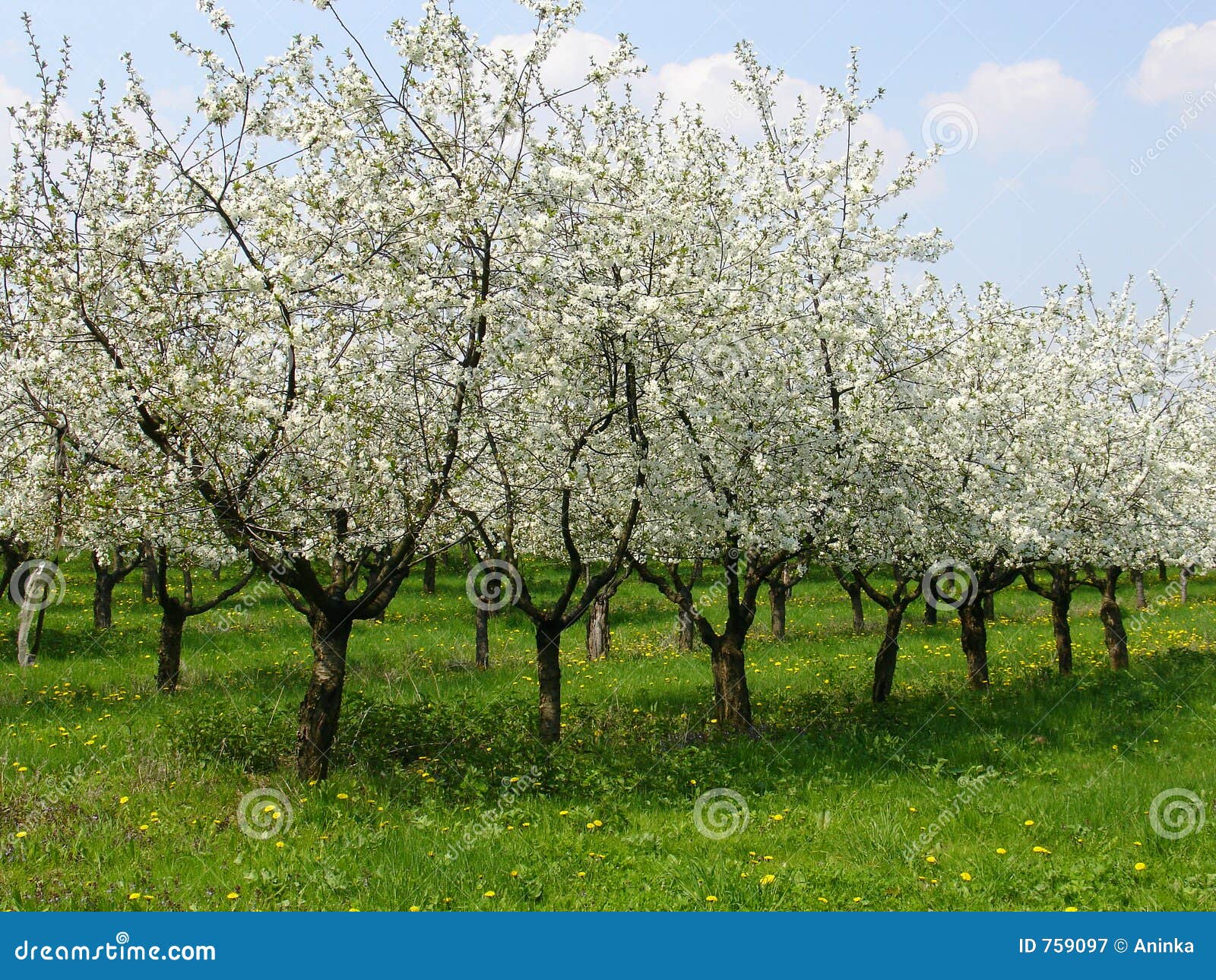 Boomgaard 1 van de kers stock afbeelding. Image of tsjechisch - 759097