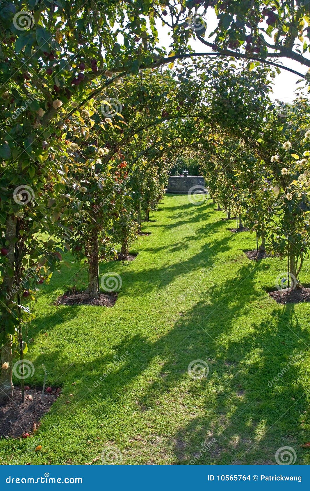 Boomgaard stock foto. Image of schaduw, landbouw, hemel - 10565764