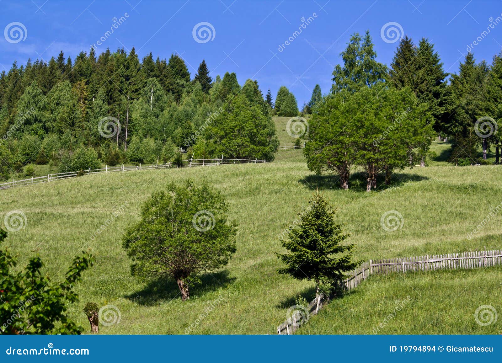 Boomgaard stock foto. Image of kruiden, recreatie, begrazing - 19794894