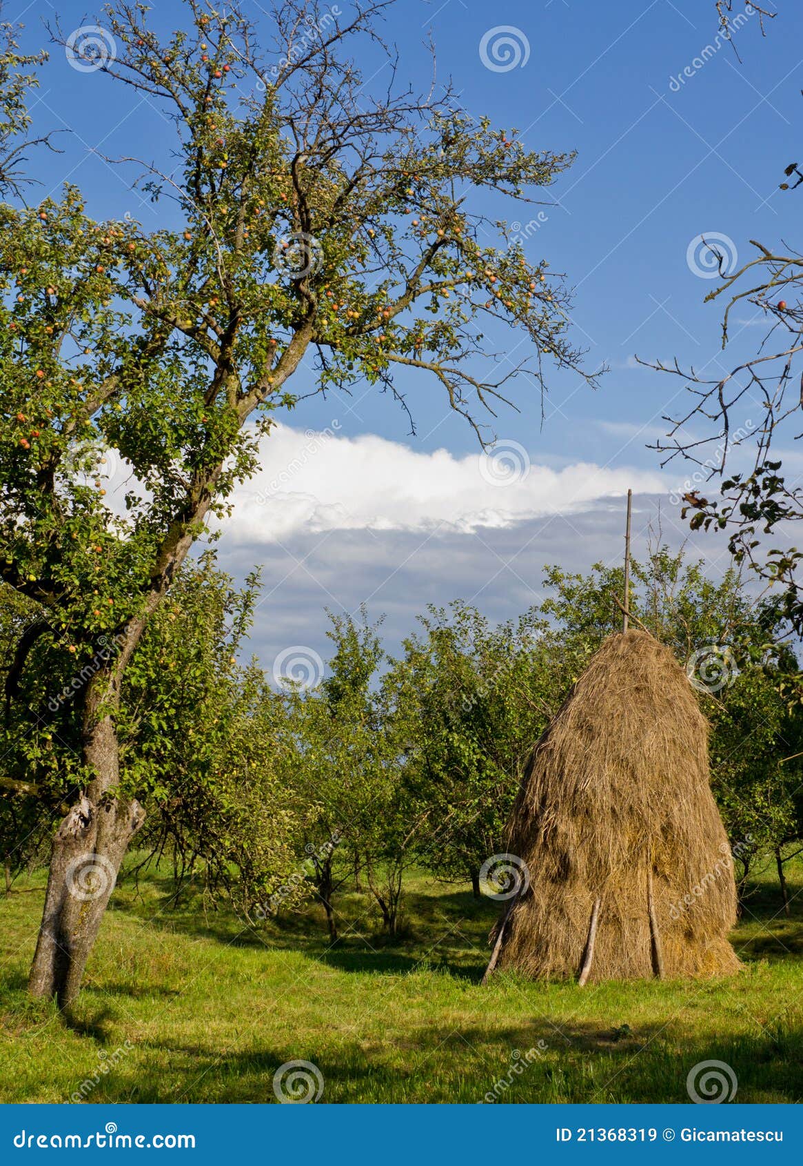 Boomgaard stock afbeelding. Image of tuinen, kruiden - 21368319