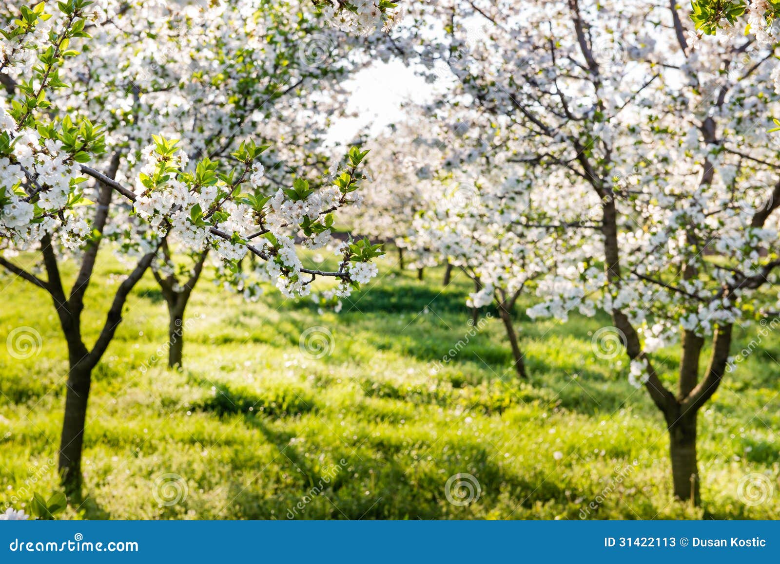 Boomgaard in de lente stock afbeelding. Image of zonlicht - 31422113