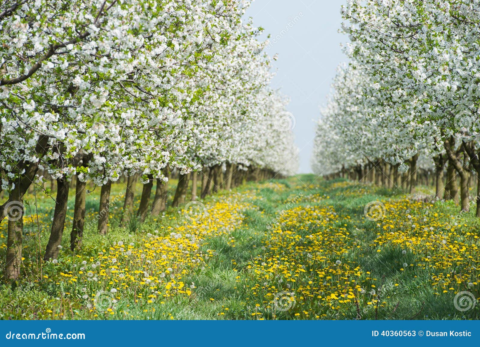 Boomgaard in de lente stock afbeelding. Image of blad - 40360563