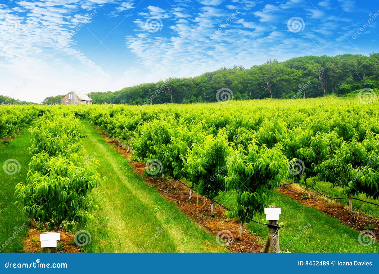 Boomgaard in de lente stock afbeelding. Image of dorp - 8452489