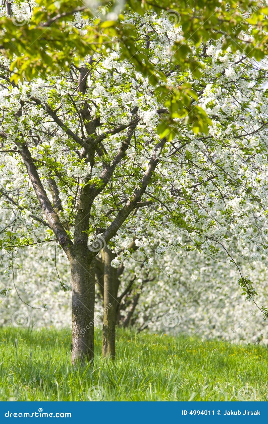 Boomgaard - de lentebomen stock afbeelding. Image of kers - 4994011