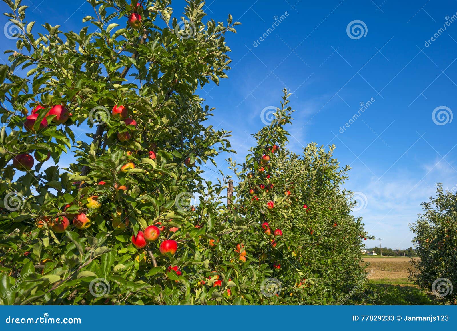 Boomgaard Met Appelbomen Op Een Gebied Stock Afbeelding - Image of ...