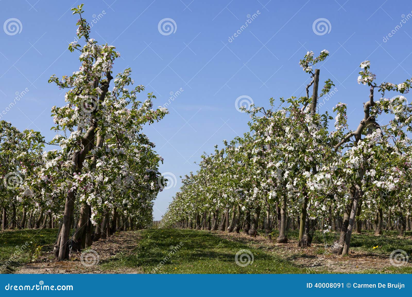 Boomgaard Met Fruitbomen in Bloesem Stock Afbeelding - Image of bloei ...