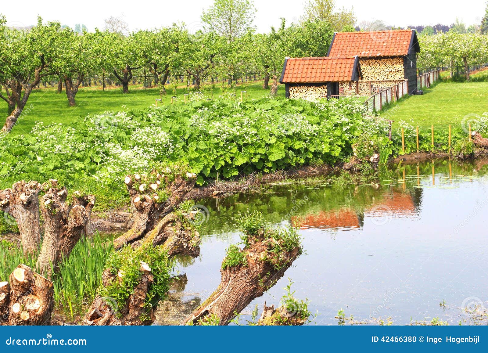 Boomgaard Met Fruitbomen, Nederland Stock Foto - Image of uitvoer ...