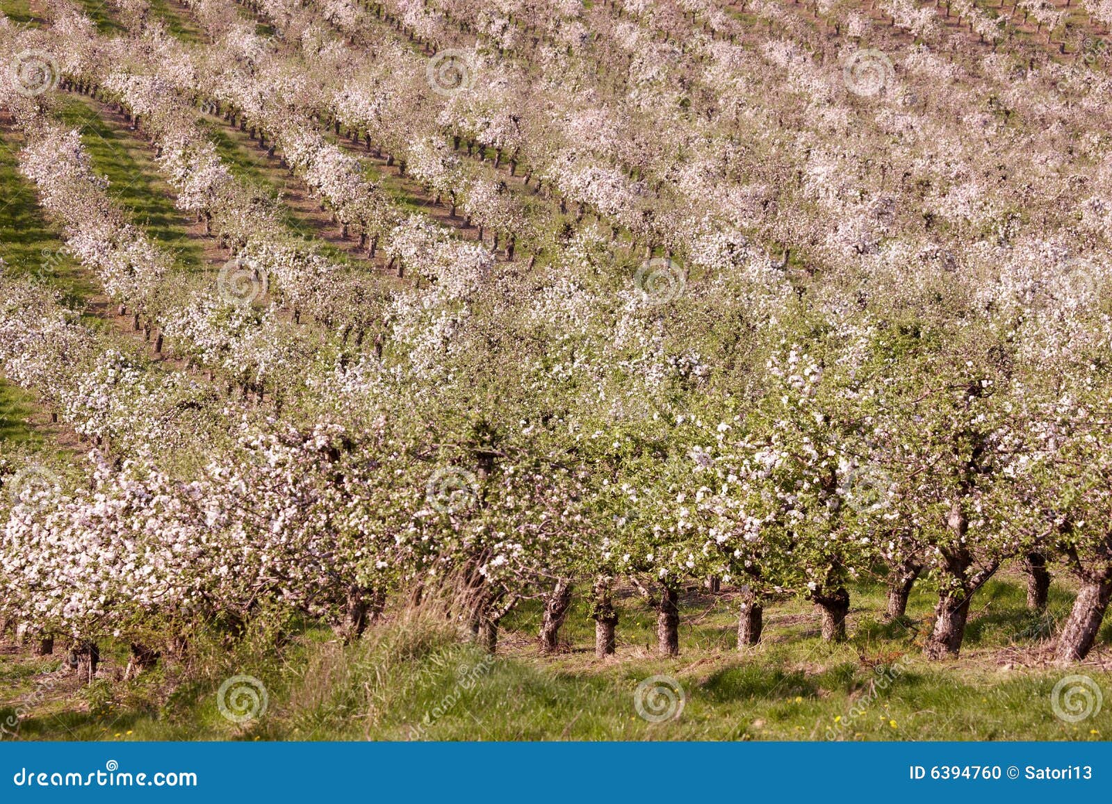 Boomgaarden stock foto. Image of peren, klimaat, kersen - 6394760