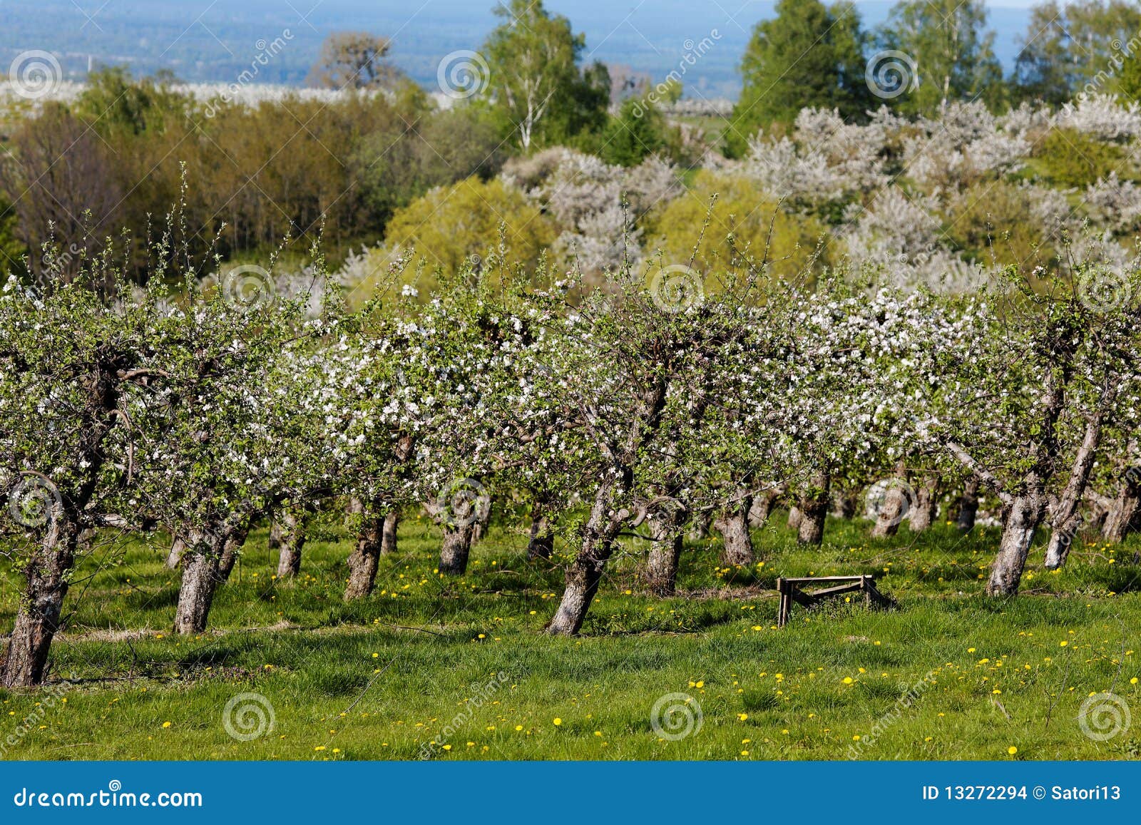 Boomgaarden in de lente stock foto. Image of peren, aanplant - 13272294